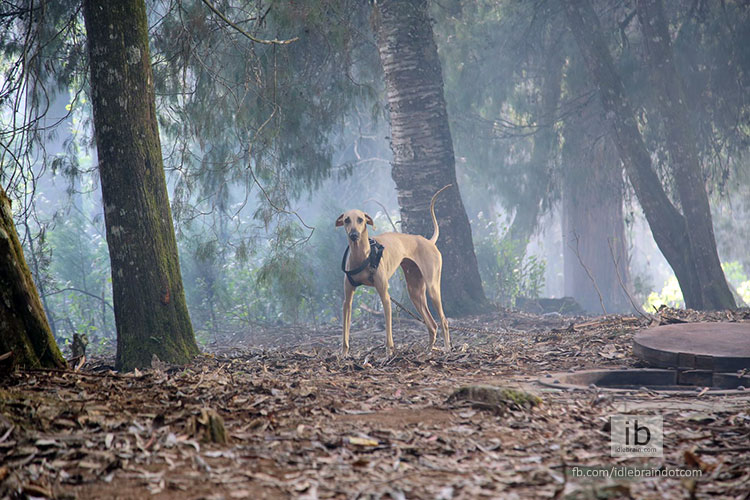 Yashoda has enthralling dog chase Action Sequence - idlebrain.com